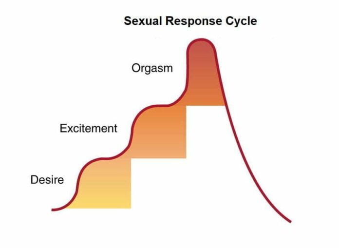 Unlocking The Sexual Response Cycle A Comprehensive Exploration Of 0094